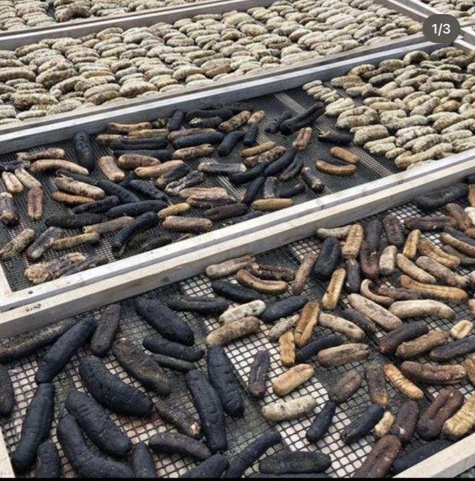 Seafood Processing Company Seeking Loan in Malé, Maldives seeking USD ...
