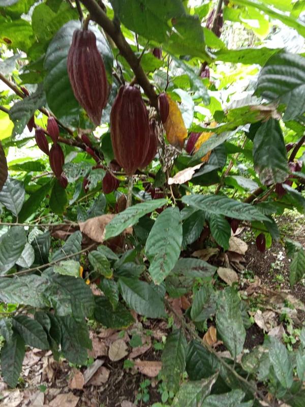 Tree Farm Investment Opportunity in Lae, Papua New Guinea seeking PGK ...