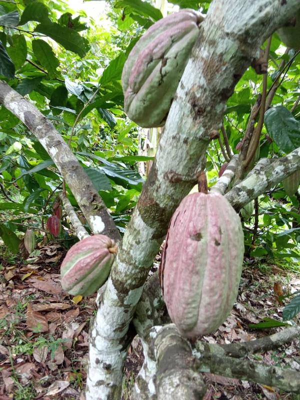 Tree Farm Investment Opportunity in Lae, Papua New Guinea seeking PGK ...