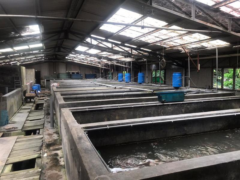Newly Established Aquaculture Business Investment Opportunity in Sungai ...