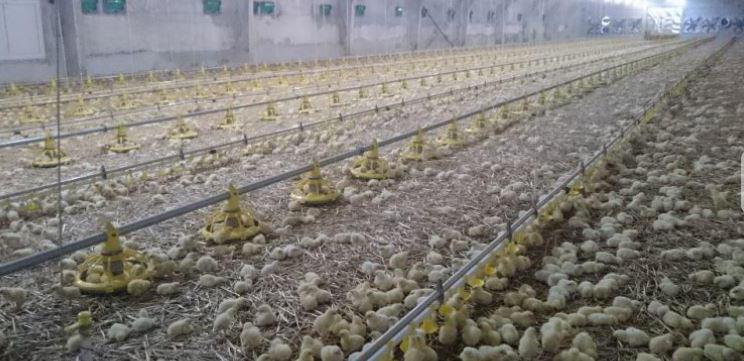 Poultry Business for Sale in Ruse, Bulgaria seeking BGN 12 million