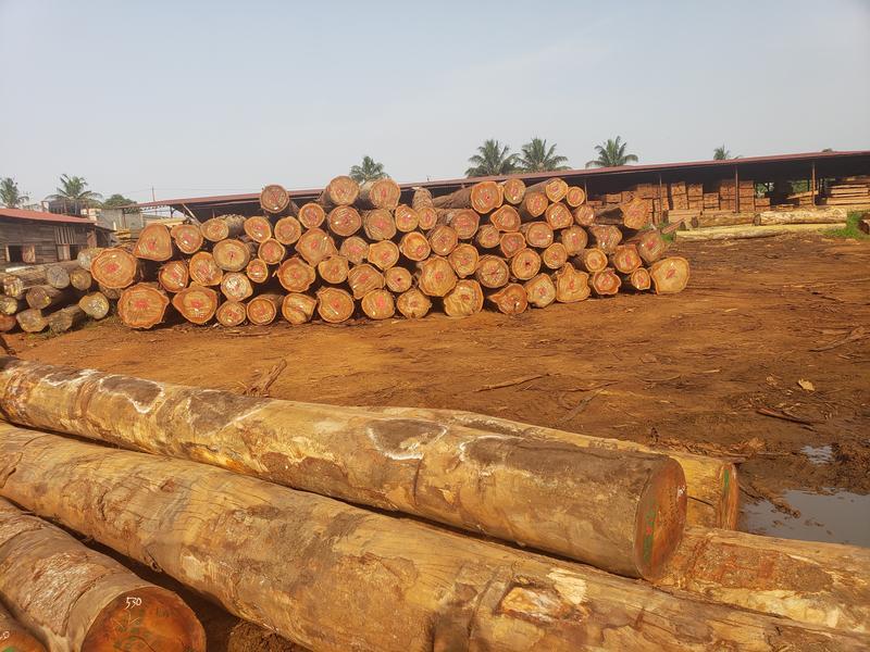 Timber Trading Company Investment Opportunity in Douala, Cameroon ...