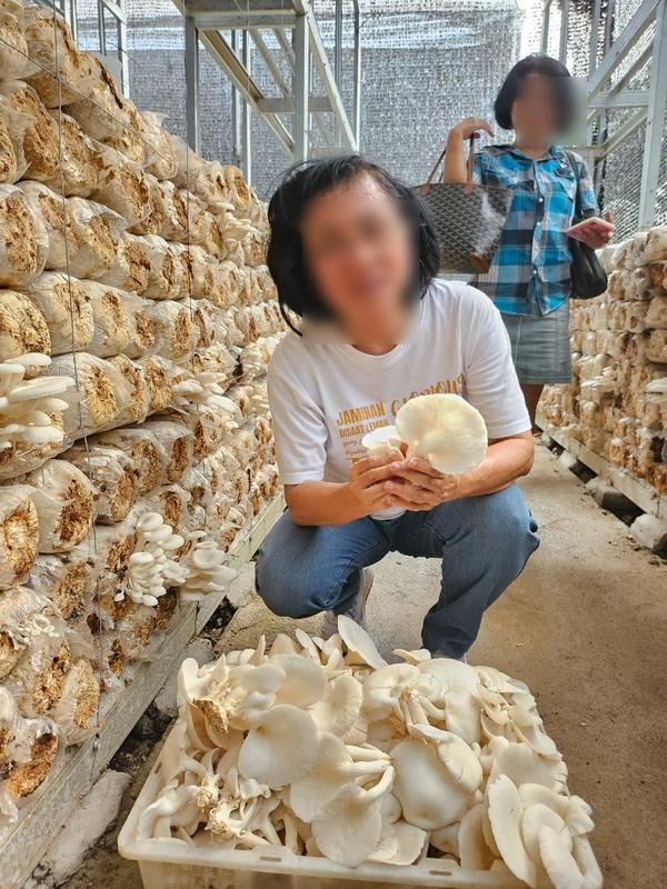 Vegetable Farm Investment Opportunity in Parung Panjang, Indonesia ...